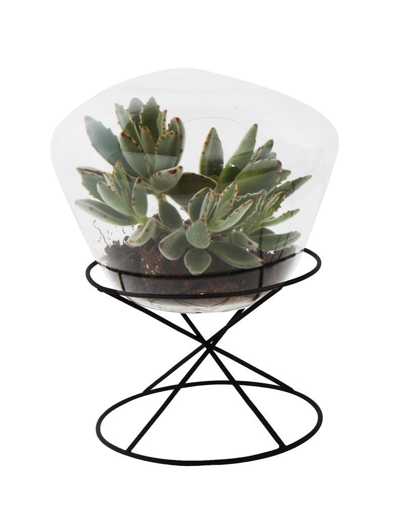 Round Terrarium with Metal Stand – Thread + Seed
